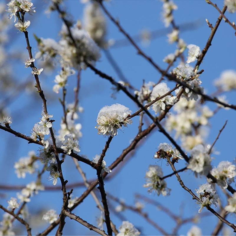 Blackthorn tree (Prunus spinosa) For Sale - Woodland Trust | Woodland ...