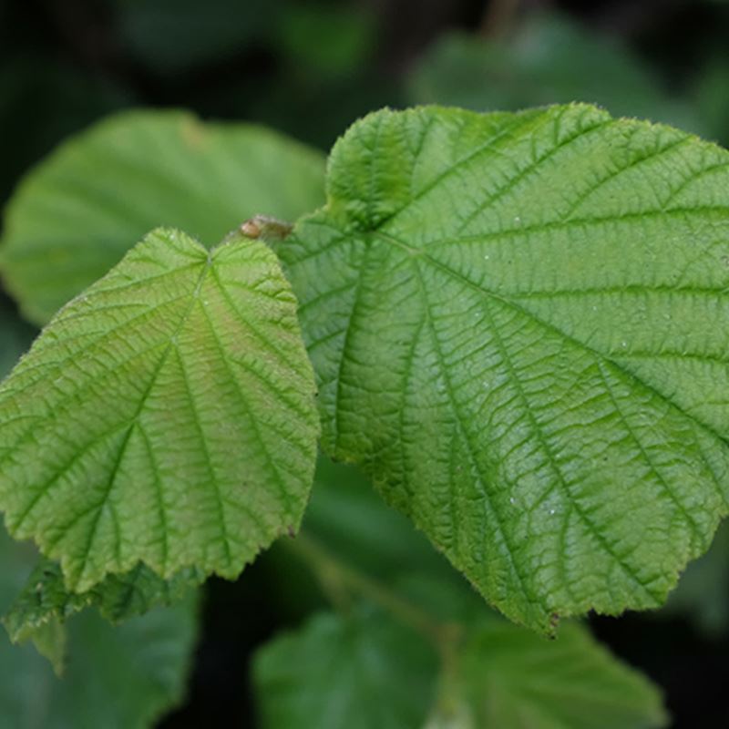 Hazel Trees & Hedges (Crataegus monogyna) - Woodland Trust | Woodland ...