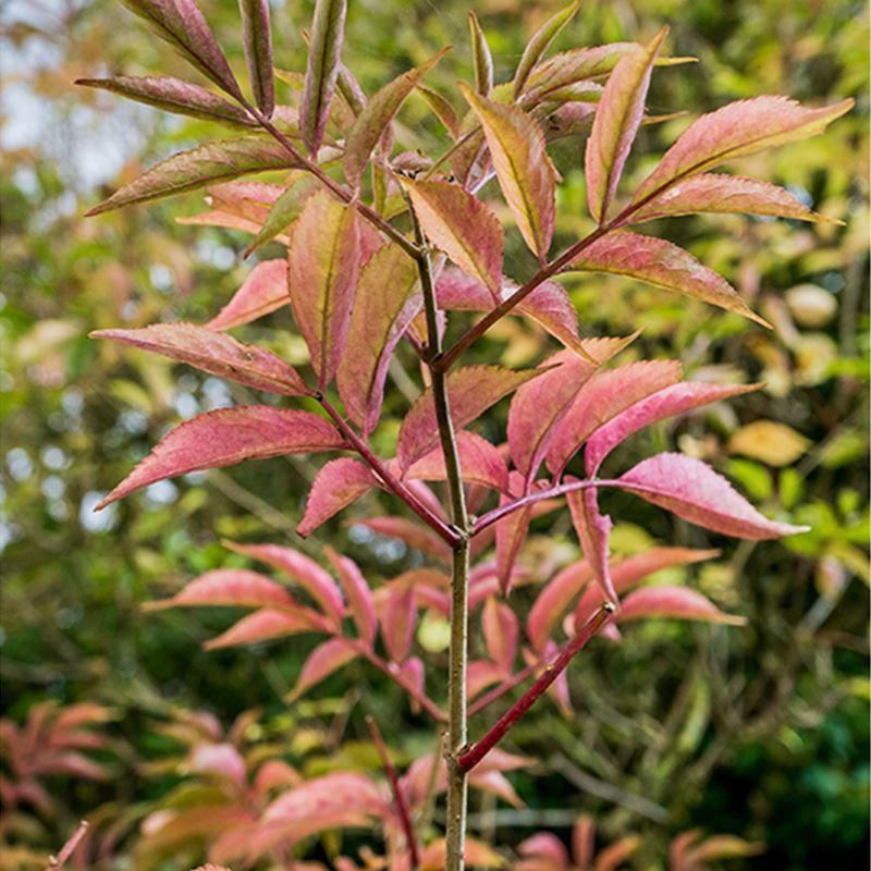 Buy Elder Trees (Sambucus nigra) - Woodland Trust | Woodland Trust Shop