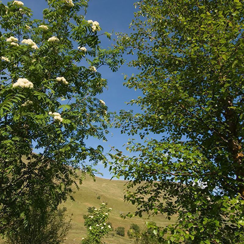 Native Scottish Tree Mix Pack - Woodland Trust | Woodland Trust Shop