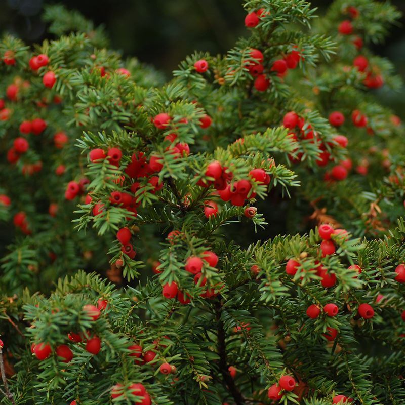 Yew Trees & Hedging (Taxus baccata) For Sale - Woodland Trust ...