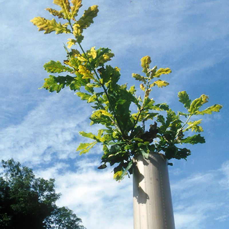 English Oak Tree (Quercus robur) For Sale - Woodland Trust | Woodland ...