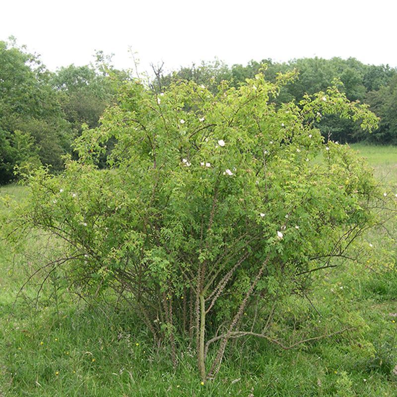Dog rose (Rosa canina) | Woodland Trust Shop