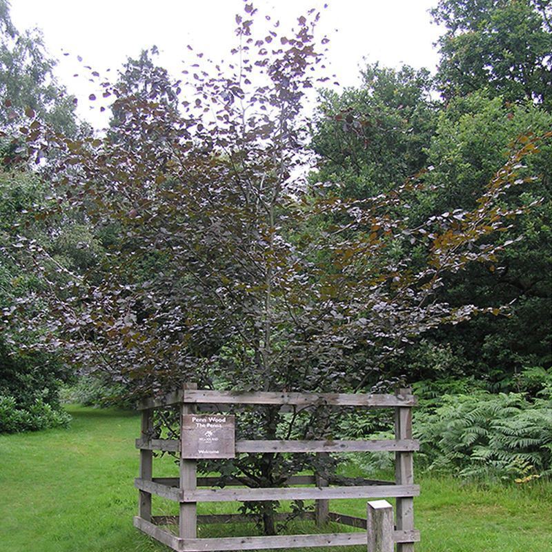 Beech Trees & Hedges (Fagus sylvatica) For Sale - Woodland Trust ...