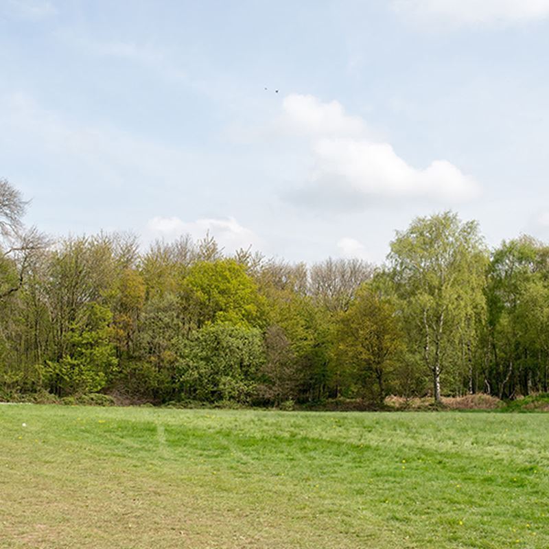 Mini Forest & Copse Mixed Tree Pack - Woodland Trust | Woodland Trust Shop