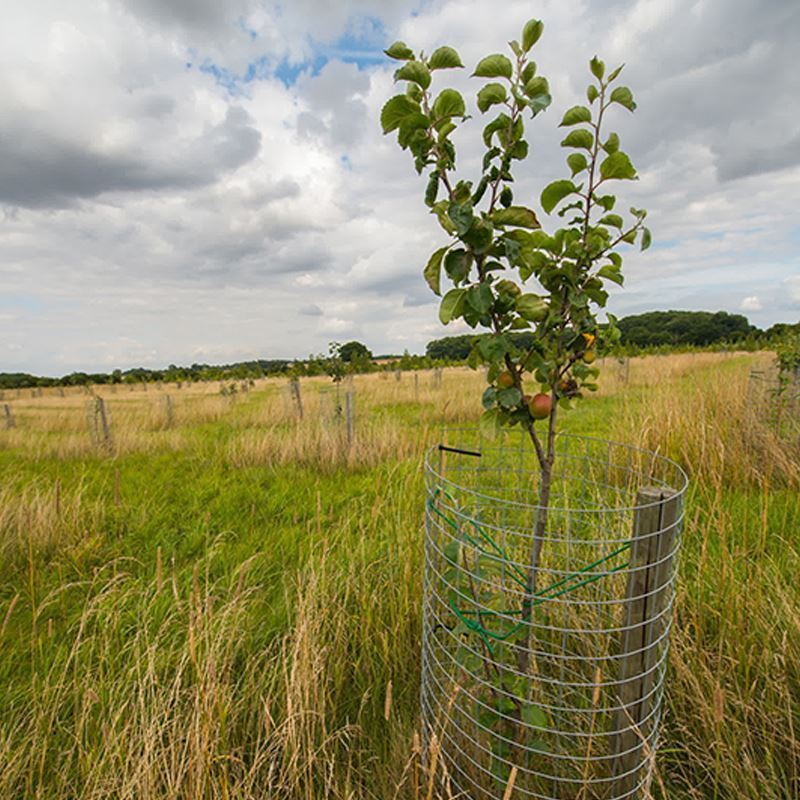 Crab apple tree (Malus sylvestria) For Sale - Woodland Trust | Woodland ...