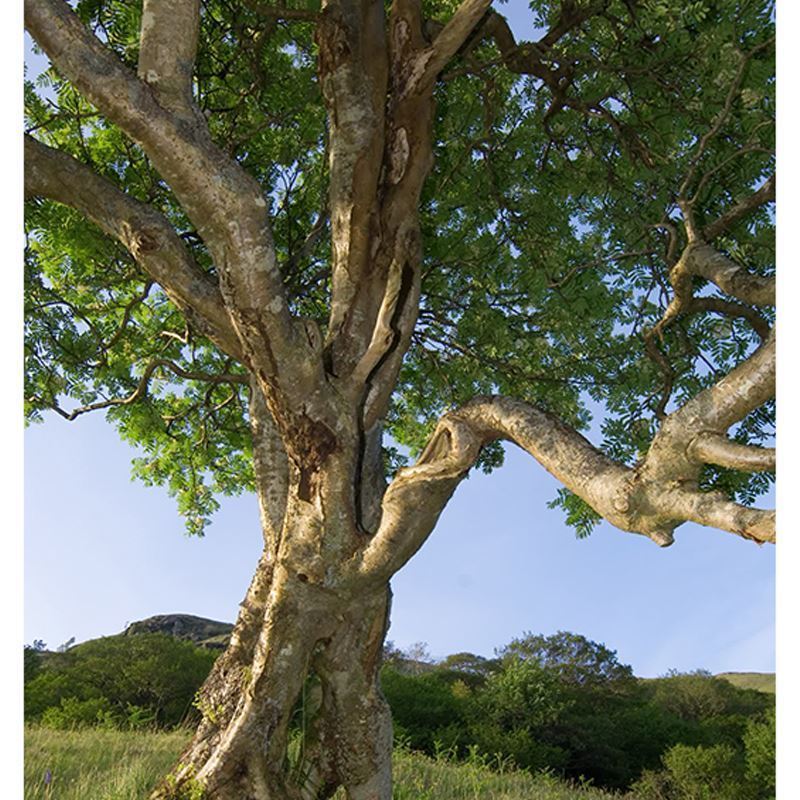 Native Scottish Tree Mix Pack - Woodland Trust | Woodland Trust Shop