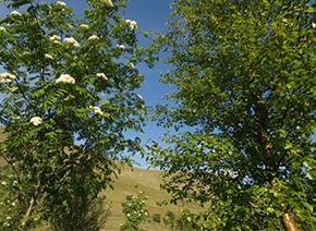 Buy urban tree packs - Woodland Trust Shop | Woodland Trust Shop