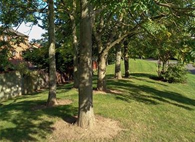 British Tree Mixes & Packs For Gardens & More - Woodland Trust ...