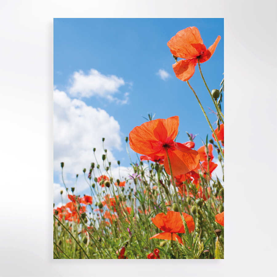 Breath of Fresh Air: Environmental Charity Gifts - Woodland Trust ...