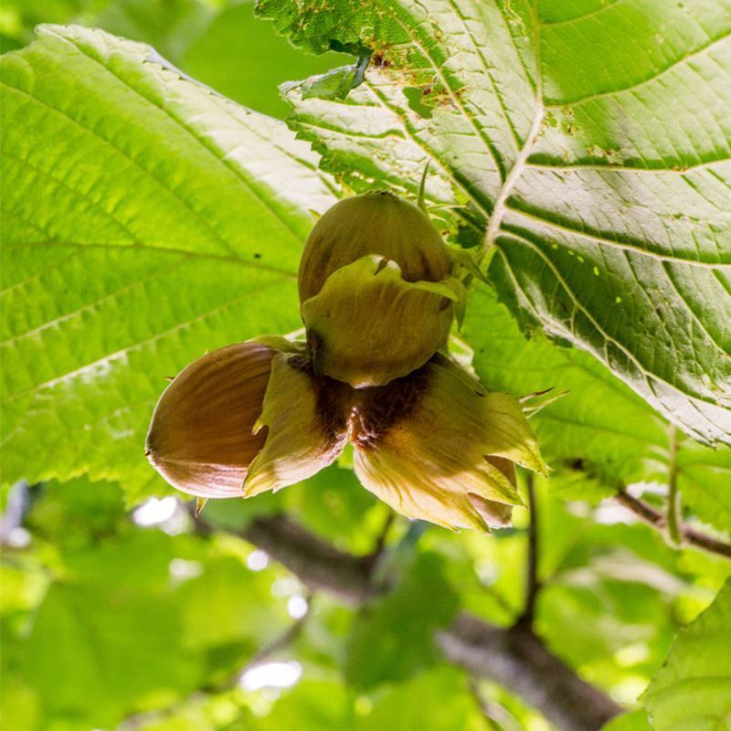 Buy urban tree packs - Woodland Trust Shop | Woodland Trust Shop