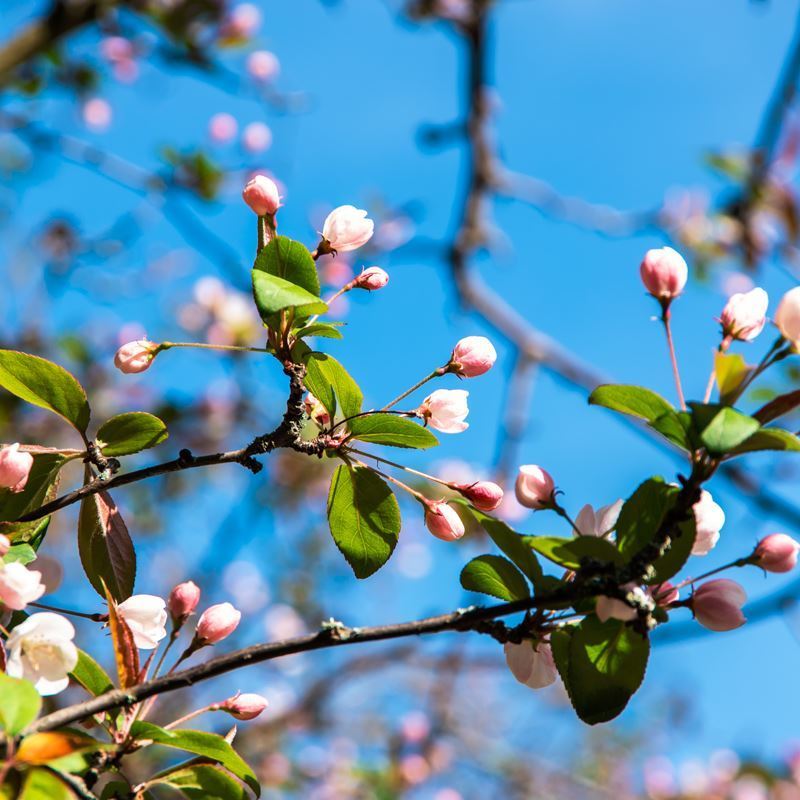 Buy urban tree packs - Woodland Trust Shop | Woodland Trust Shop
