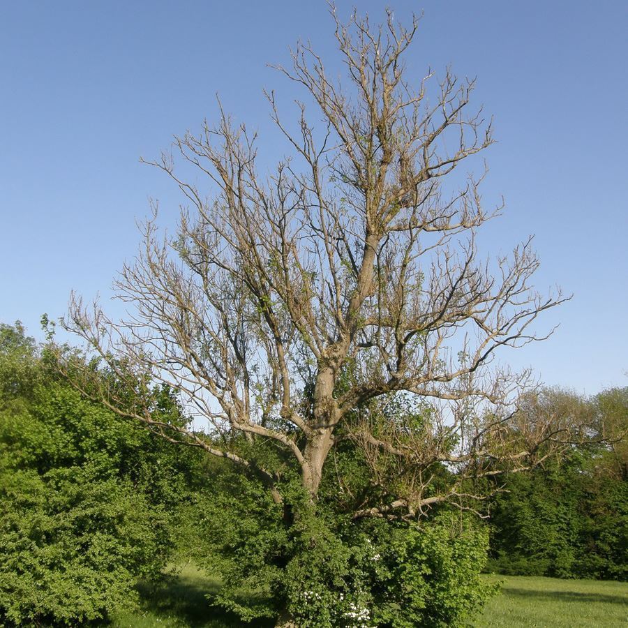 Ash trees - Woodland Trust Shop | Woodland Trust Shop