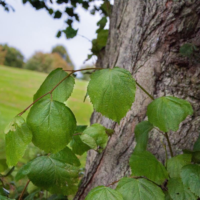 Buy large-leaved lime (Tilia platyphyllos) Woodland Trust Shop ...