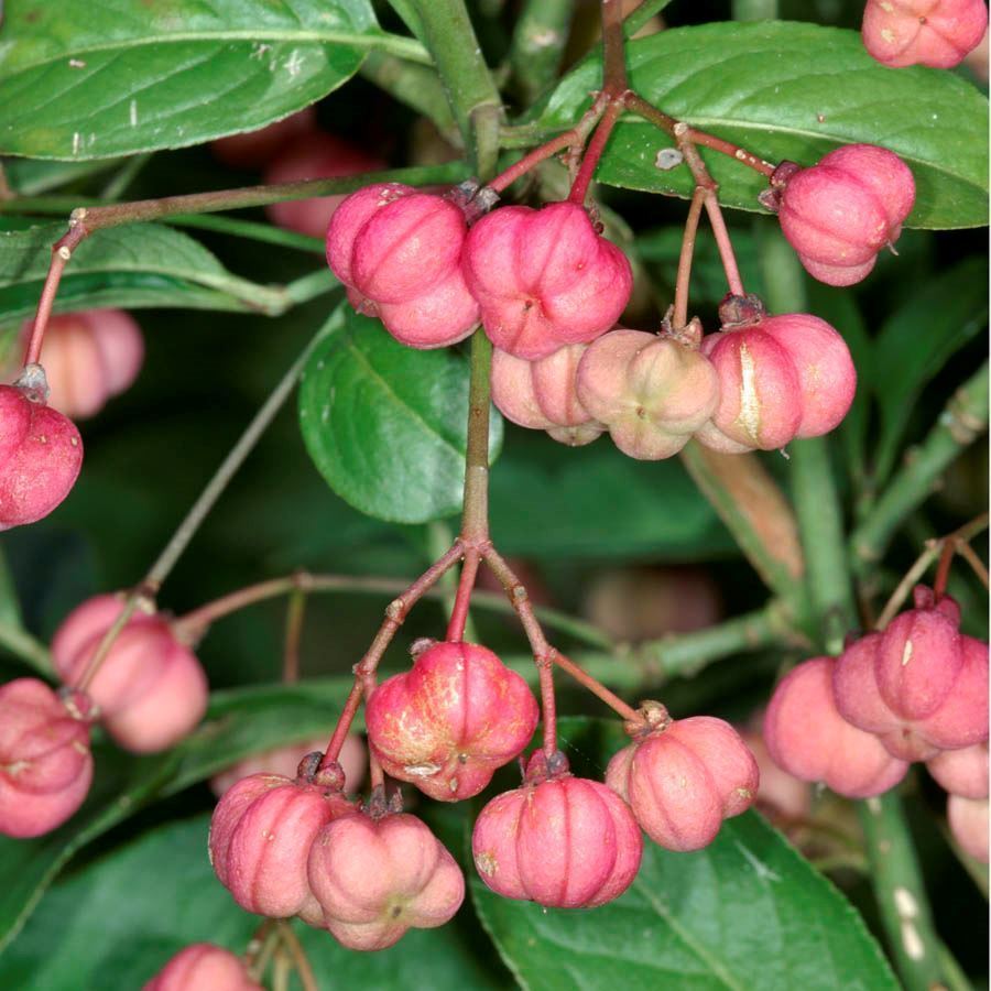Spindle Tree (Euonymus europaea) For Sale - Woodland Trust | Woodland ...