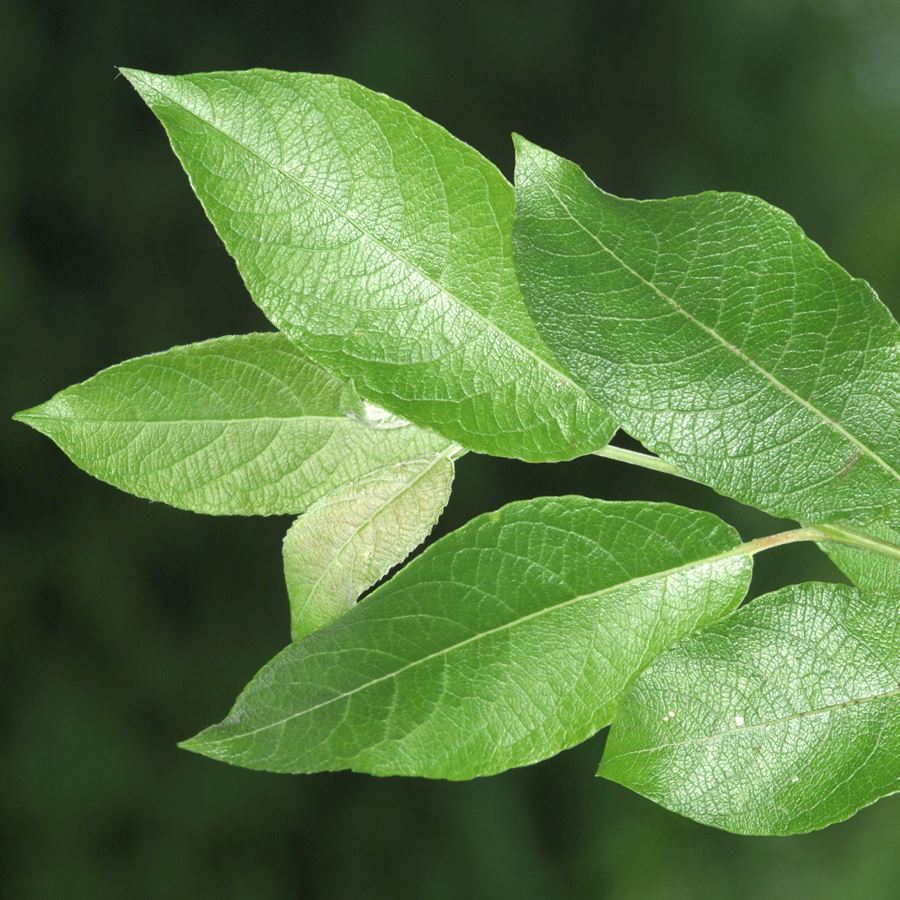 Grey Willow Tree (Salix cinerea) For Sale - Woodland Trust | Woodland Trust Shop