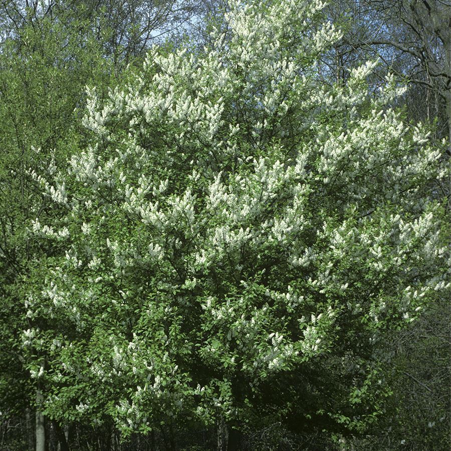 Bird Cherry (Prunus padus) | Woodland Trust Shop