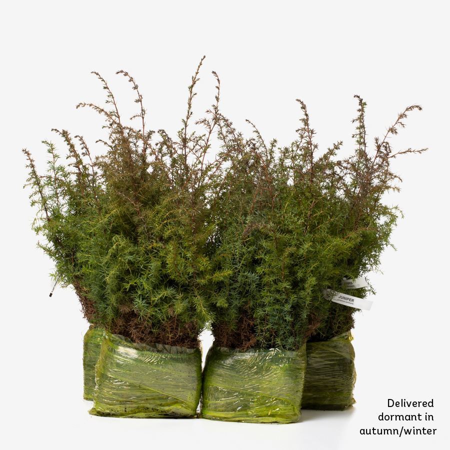 Juniper Trees (Juniperus communis) For Sale - Woodland Trust | Woodland ...