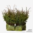 Juniper Trees (Juniperus communis) For Sale - Woodland Trust | Woodland ...