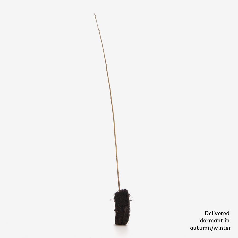 Purging Buckthorn Tree (Rhamnus cathartica) For Sale - Woodland Trust ...