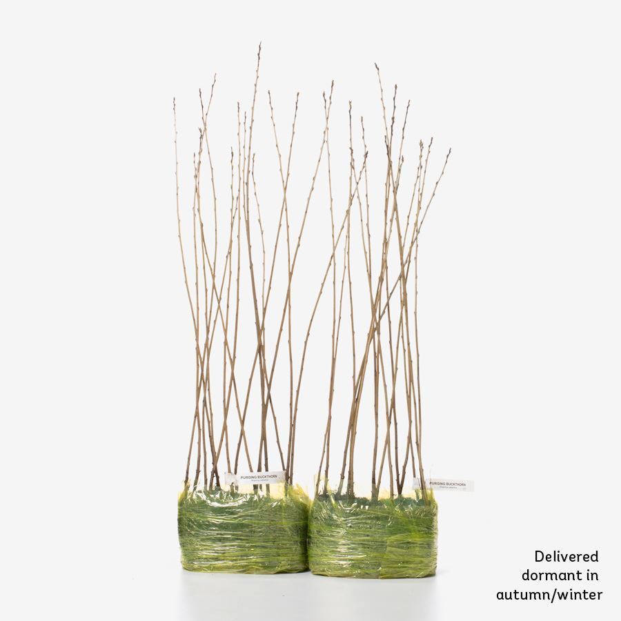 Purging Buckthorn Tree (Rhamnus cathartica) For Sale - Woodland Trust ...