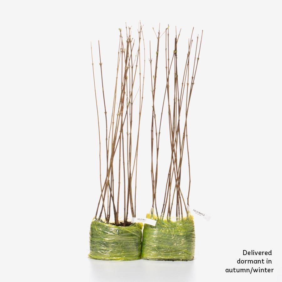 Field Maple Trees & Hedges (Acer campestre) - Woodland Trust | Woodland ...