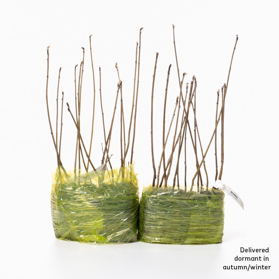 Rowan (Mountain Ash) Tree (Sorbus aucuparia) - Woodland Trust ...