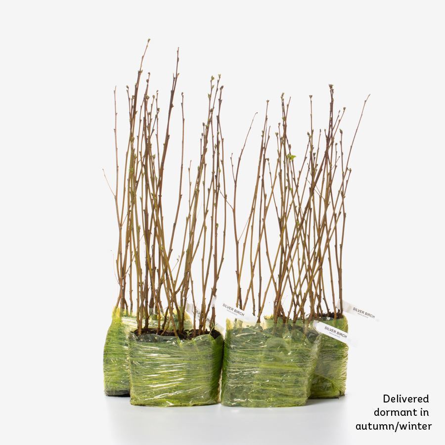 Buy small leaved lime (Tilia cordata) - Woodland Trust Shop | Woodland ...