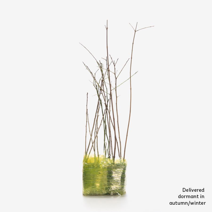 Hedge mixes - Woodland Trust | Woodland Trust Shop