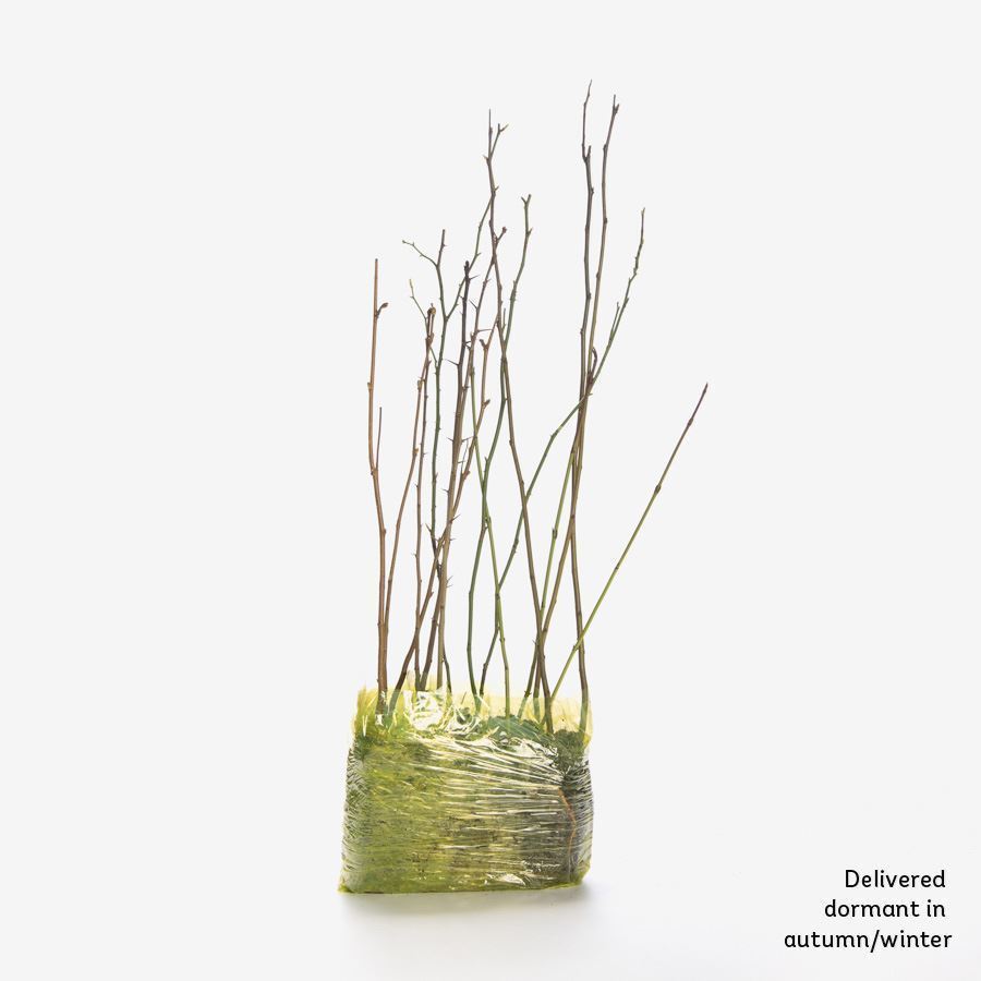 Hedge mixes - Woodland Trust | Woodland Trust Shop