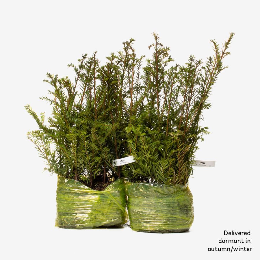 Yew Trees & Hedging (Taxus baccata) For Sale - Woodland Trust ...