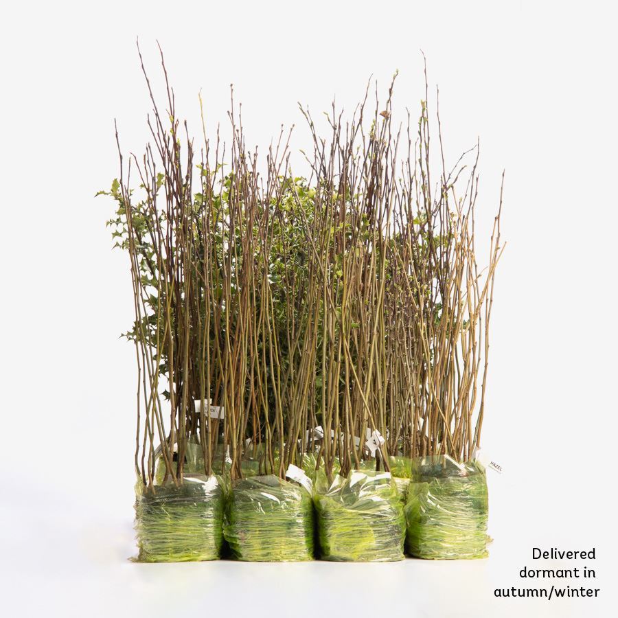 Buy a wild wood tree pack - Woodland Trust Shop | Woodland Trust Shop