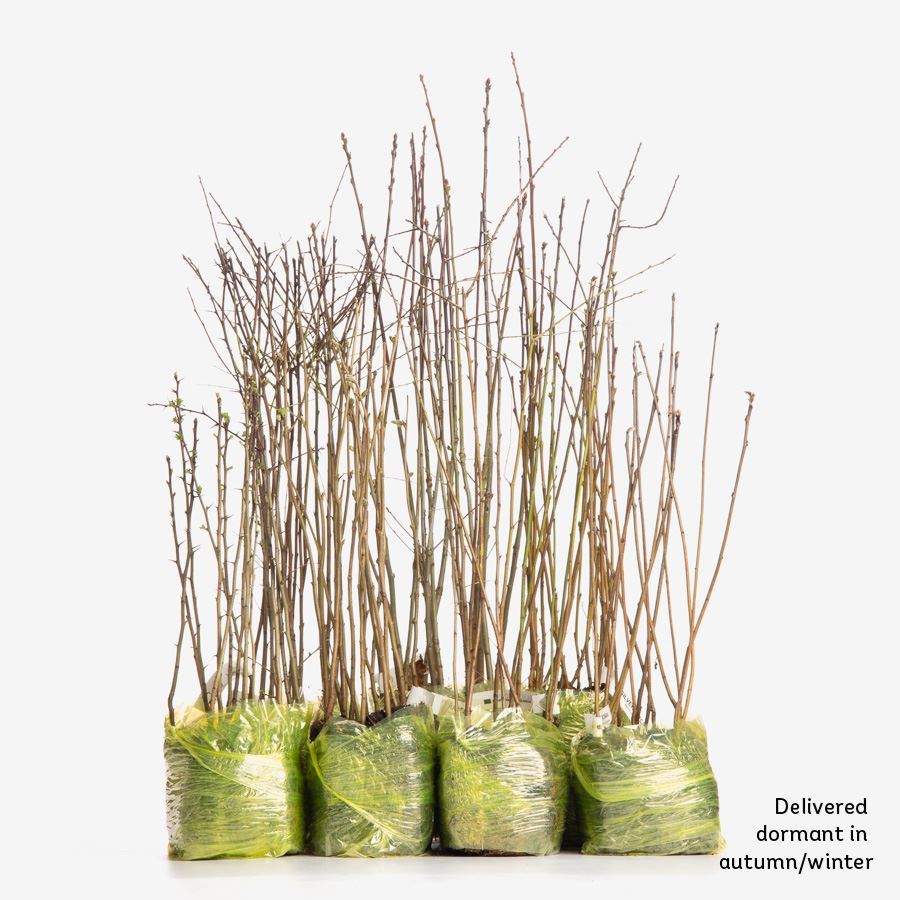 British Trees for Wildlife For Sale: Tree Packs - Woodland Trust ...