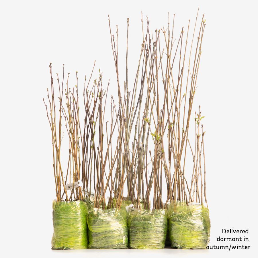 Buy a working wood tree pack - Woodland Trust Shop | Woodland Trust Shop