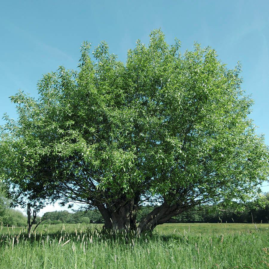 Crack Willow Tree (Salix fragilis) For Sale - Woodland Trust | Woodland ...