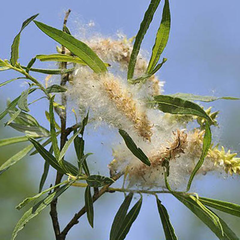 White Willow Tree (Salix alba) For Sale - Woodland Trust | Woodland ...