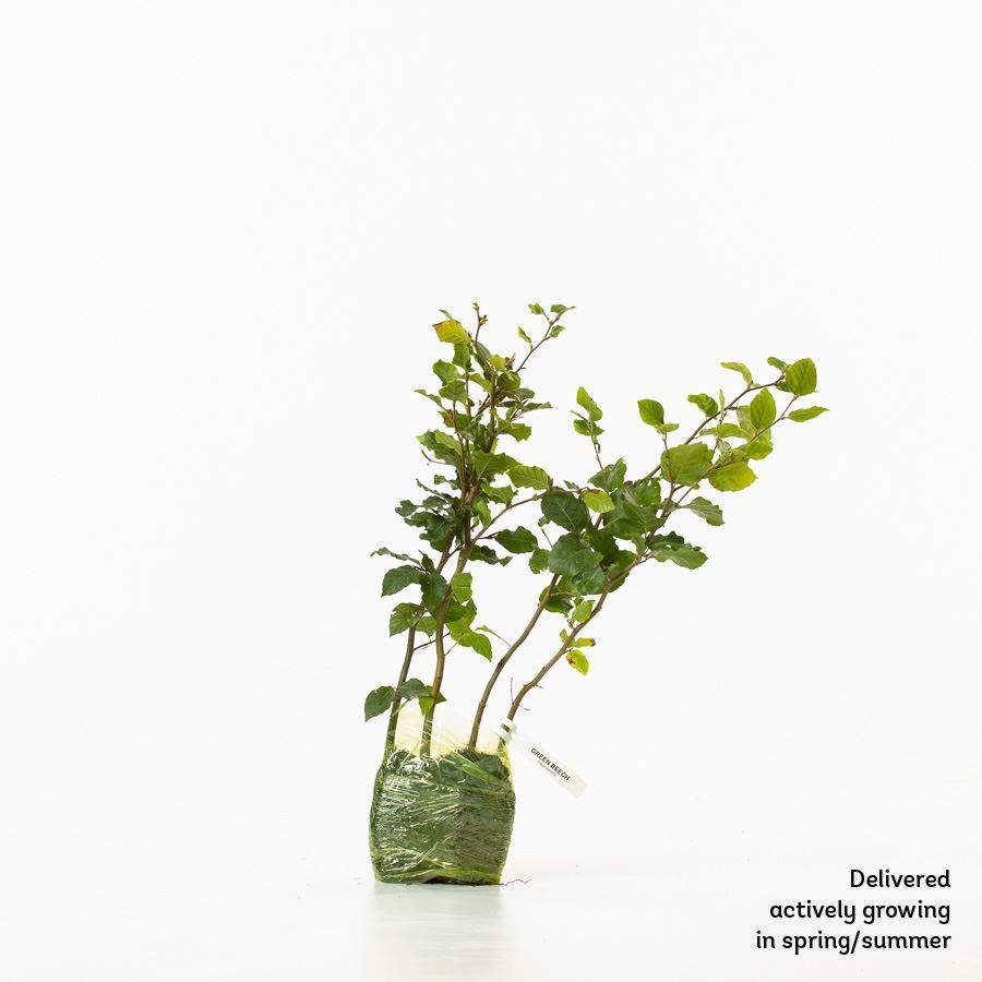 Beech Trees & Hedges (Fagus sylvatica) For Sale - Woodland Trust ...