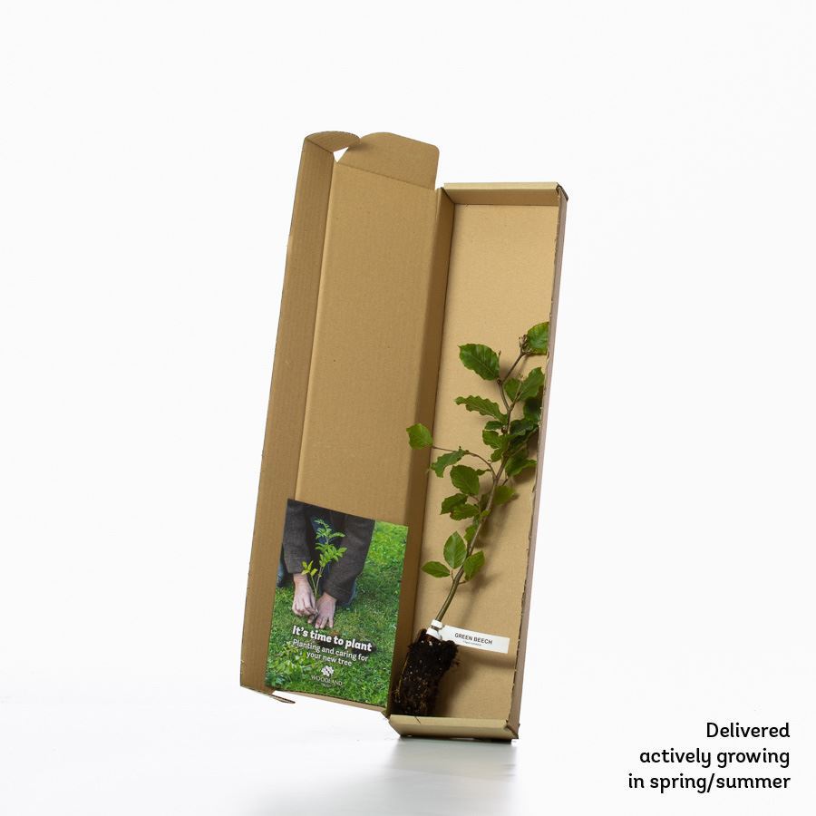 Beech Trees & Hedges (Fagus sylvatica) For Sale - Woodland Trust ...
