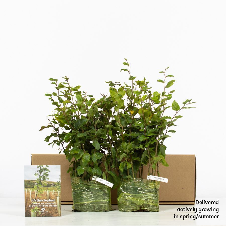 Beech Trees & Hedges (Fagus sylvatica) For Sale - Woodland Trust ...