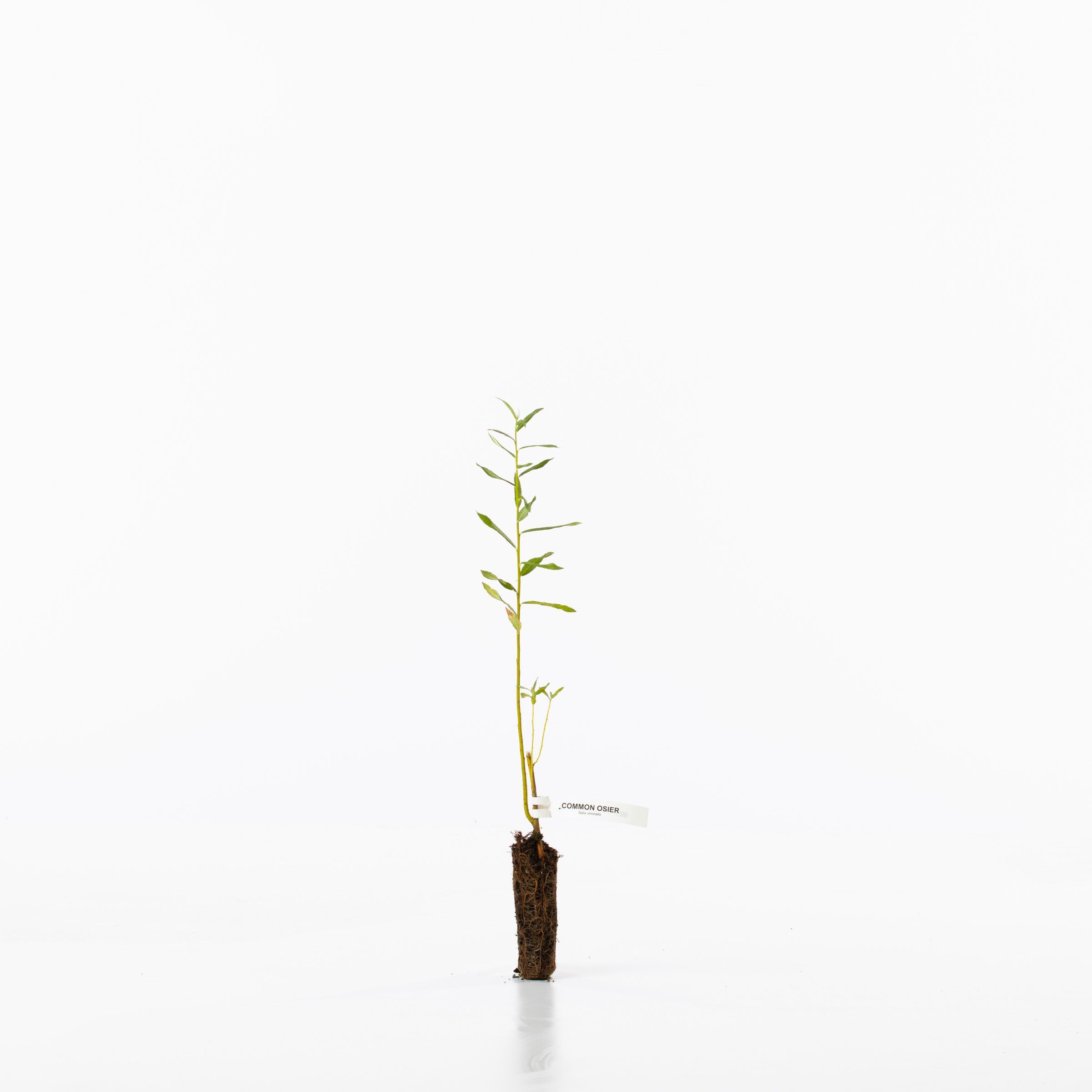 Buy Willow Trees & Plants (Salix viminalis) - Woodland Trust | Woodland ...