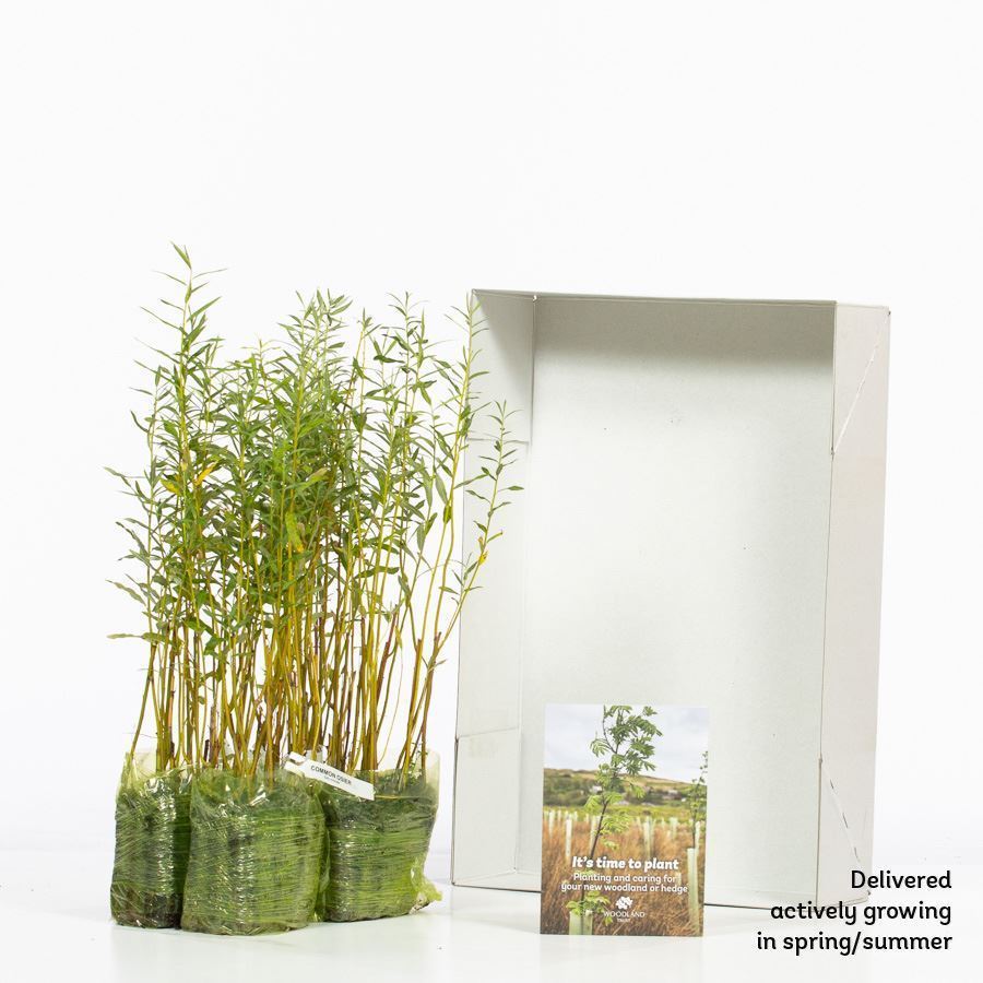 Buy Willow Trees & Plants (Salix viminalis) - Woodland Trust | Woodland ...