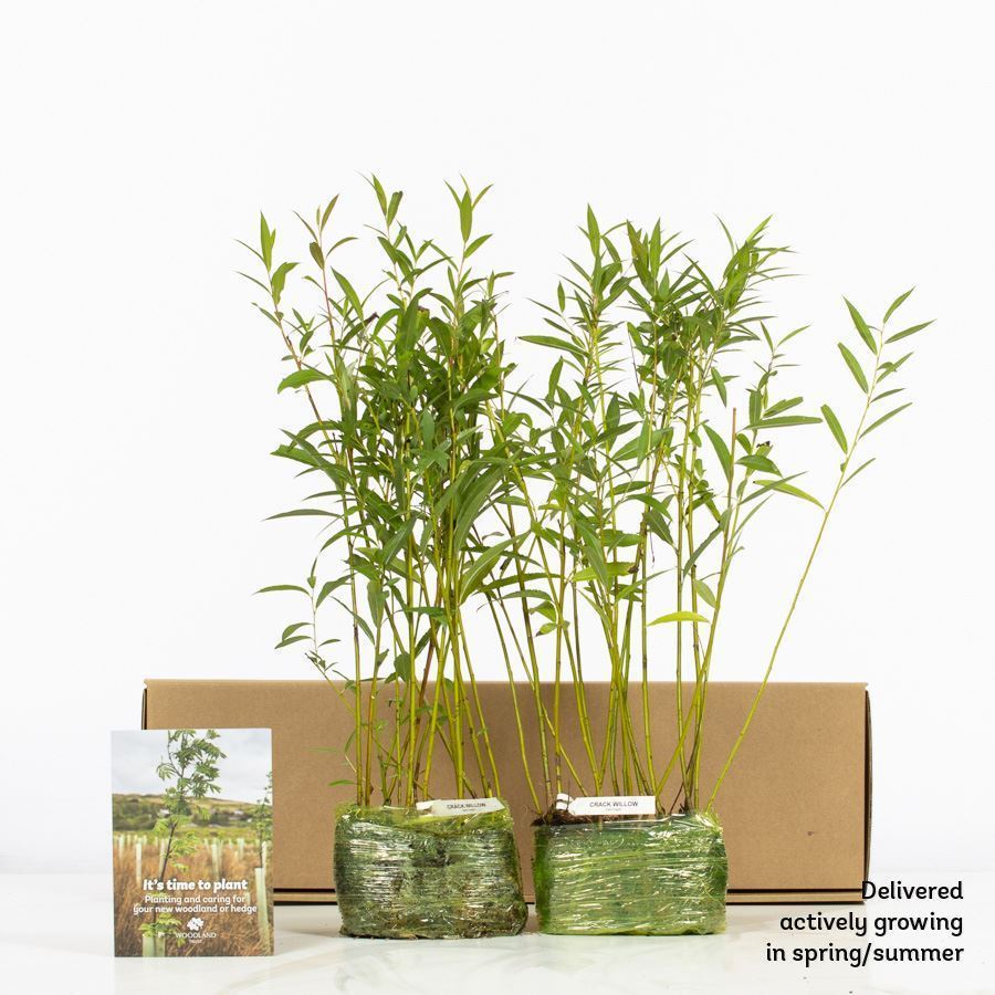 Crack Willow Tree (Salix fragilis) For Sale - Woodland Trust | Woodland ...