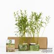 Crack Willow Tree (Salix fragilis) For Sale - Woodland Trust | Woodland ...