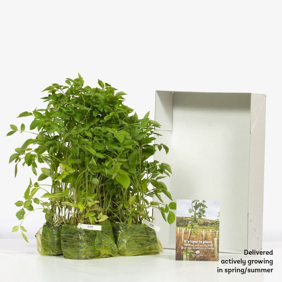 Buy Elder Trees (Sambucus nigra) - Woodland Trust | Woodland Trust Shop
