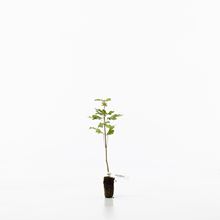 British Garden Trees For Sale - Woodland Trust | Woodland Trust Shop