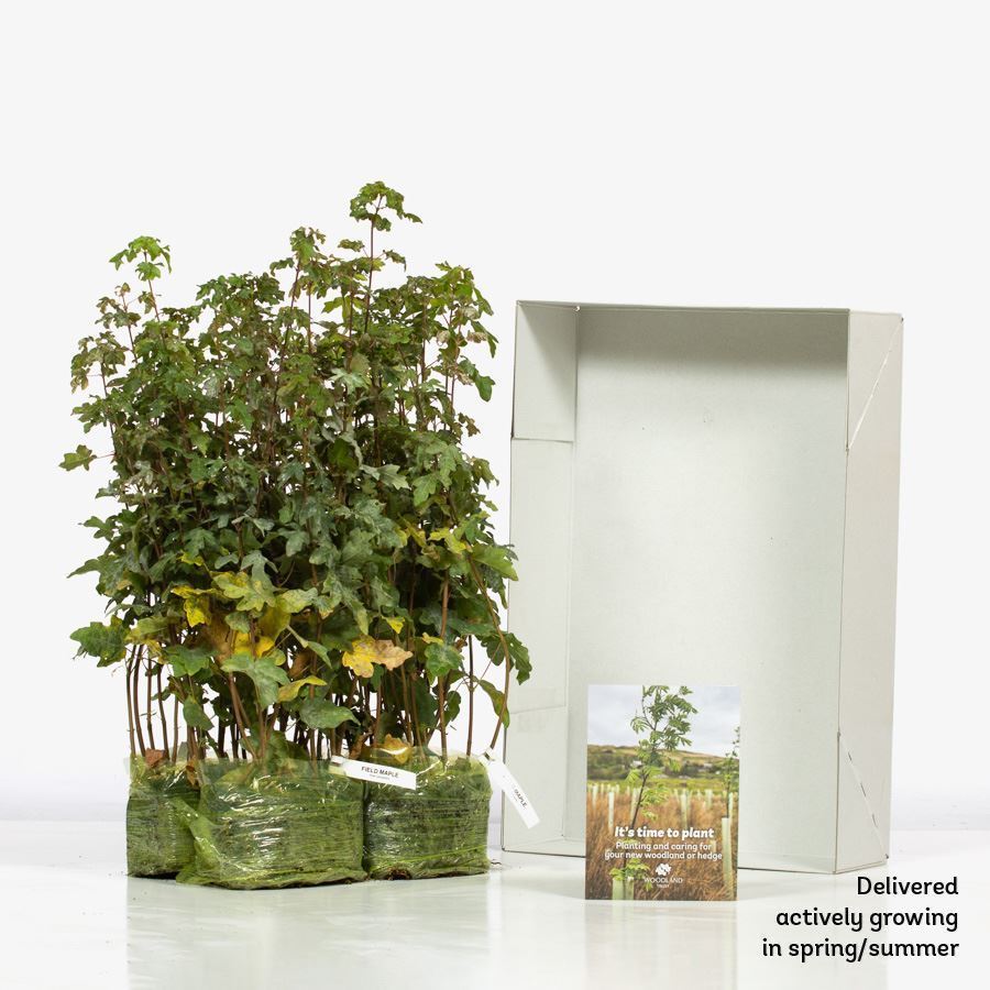 Field Maple Trees & Hedges (Acer campestre) - Woodland Trust | Woodland ...