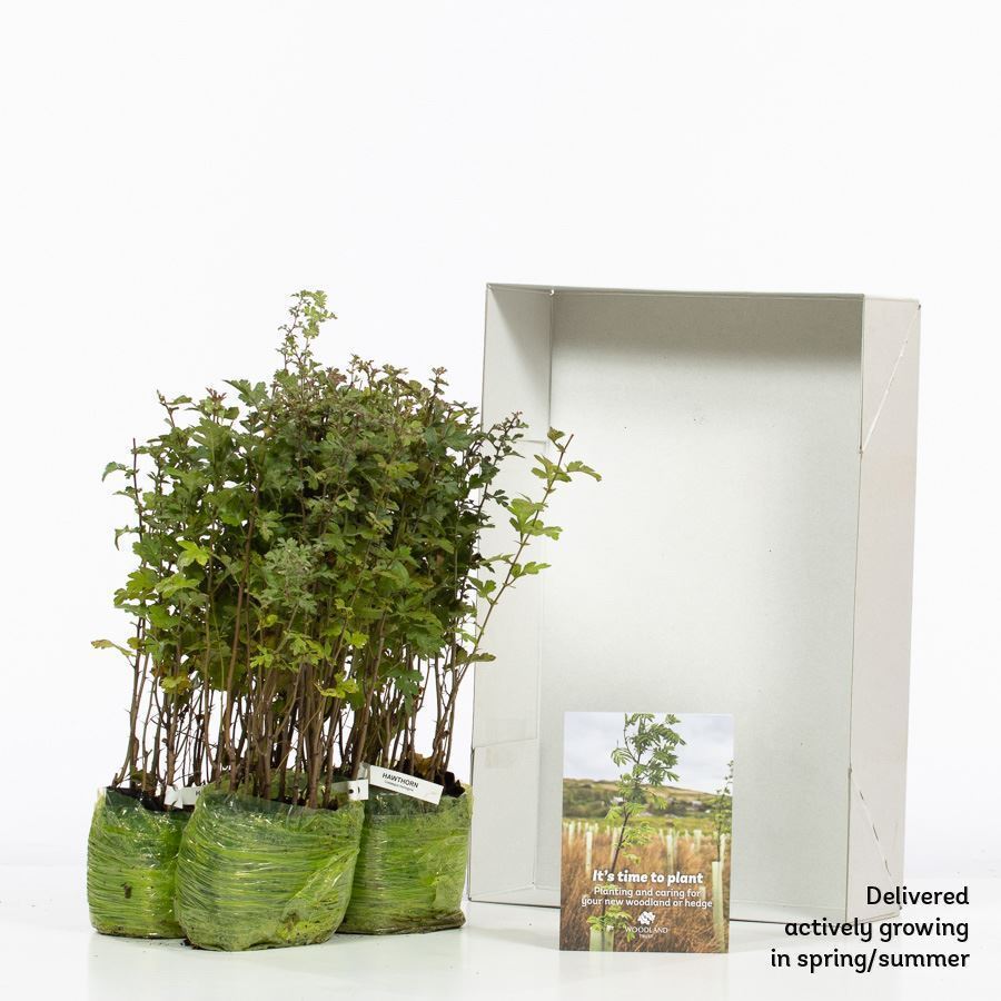 Hawthorn Trees & Hedges (Crataegus monogyna) - Woodland Trust ...