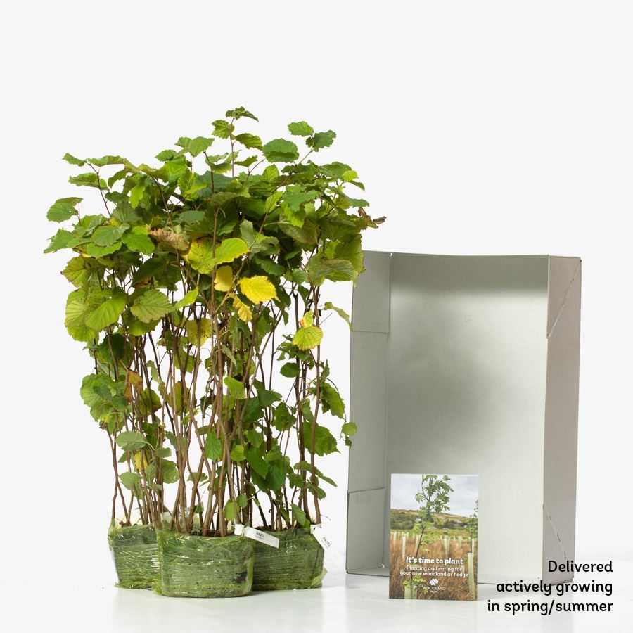 Hazel Trees & Hedges (Crataegus monogyna) - Woodland Trust | Woodland ...