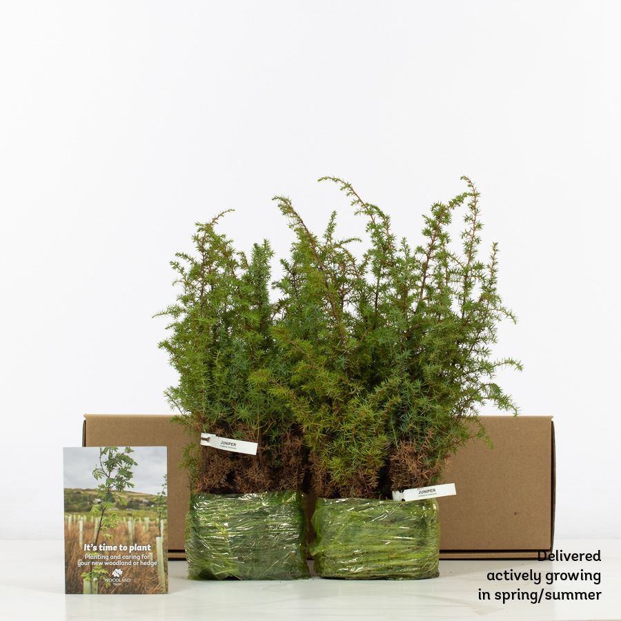 Juniper Trees (Juniperus communis) For Sale - Woodland Trust | Woodland ...