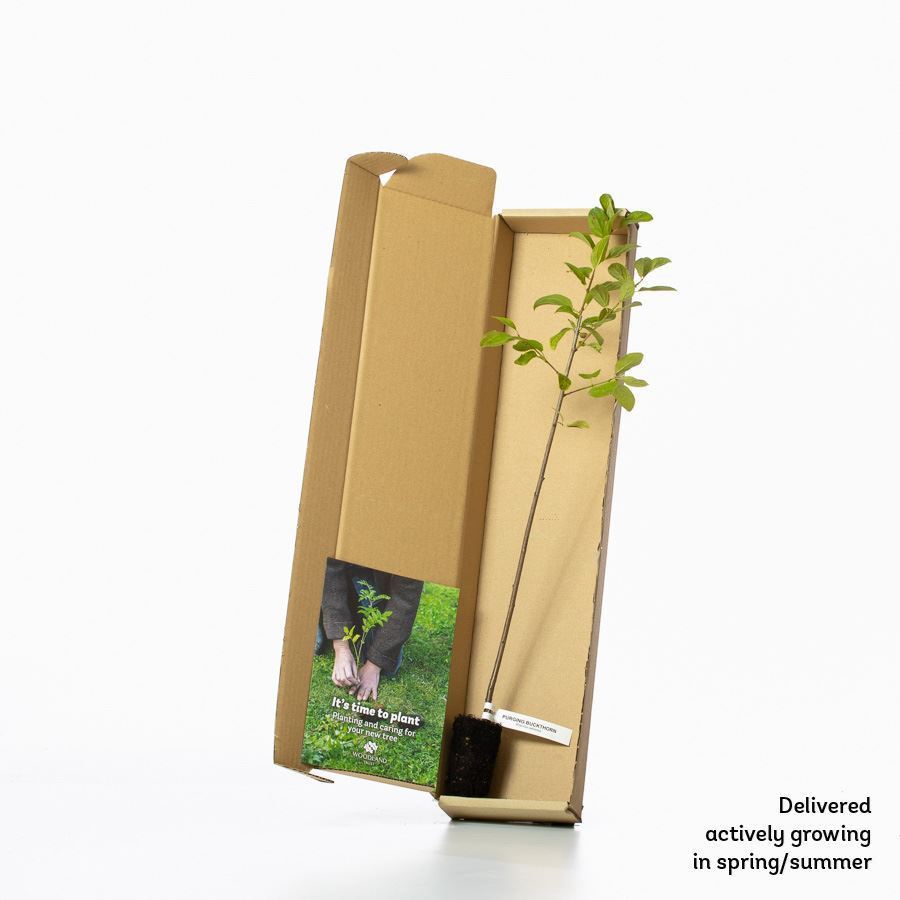 Purging Buckthorn Tree (Rhamnus cathartica) For Sale - Woodland Trust ...